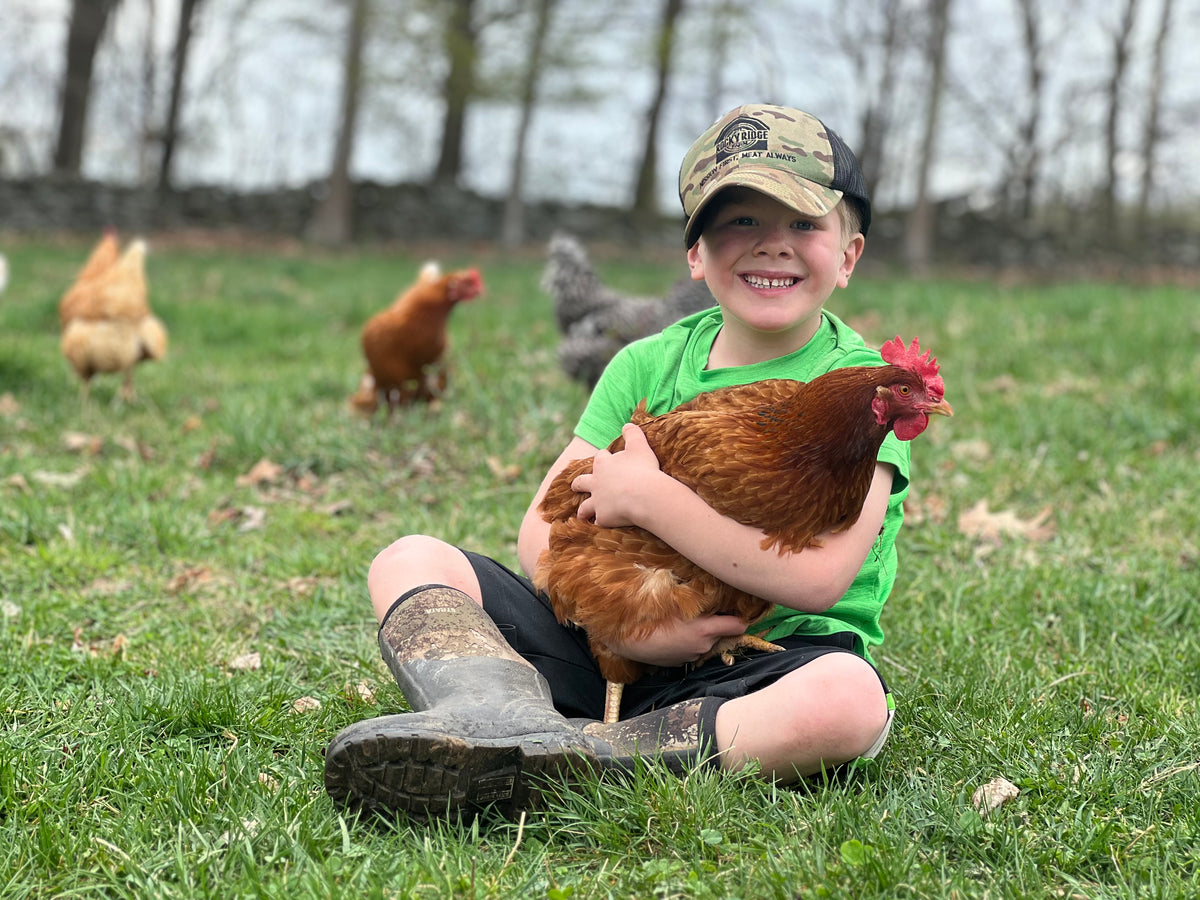 Why do we raise our laying hens on pasture? Let me explain... – Rocky ...